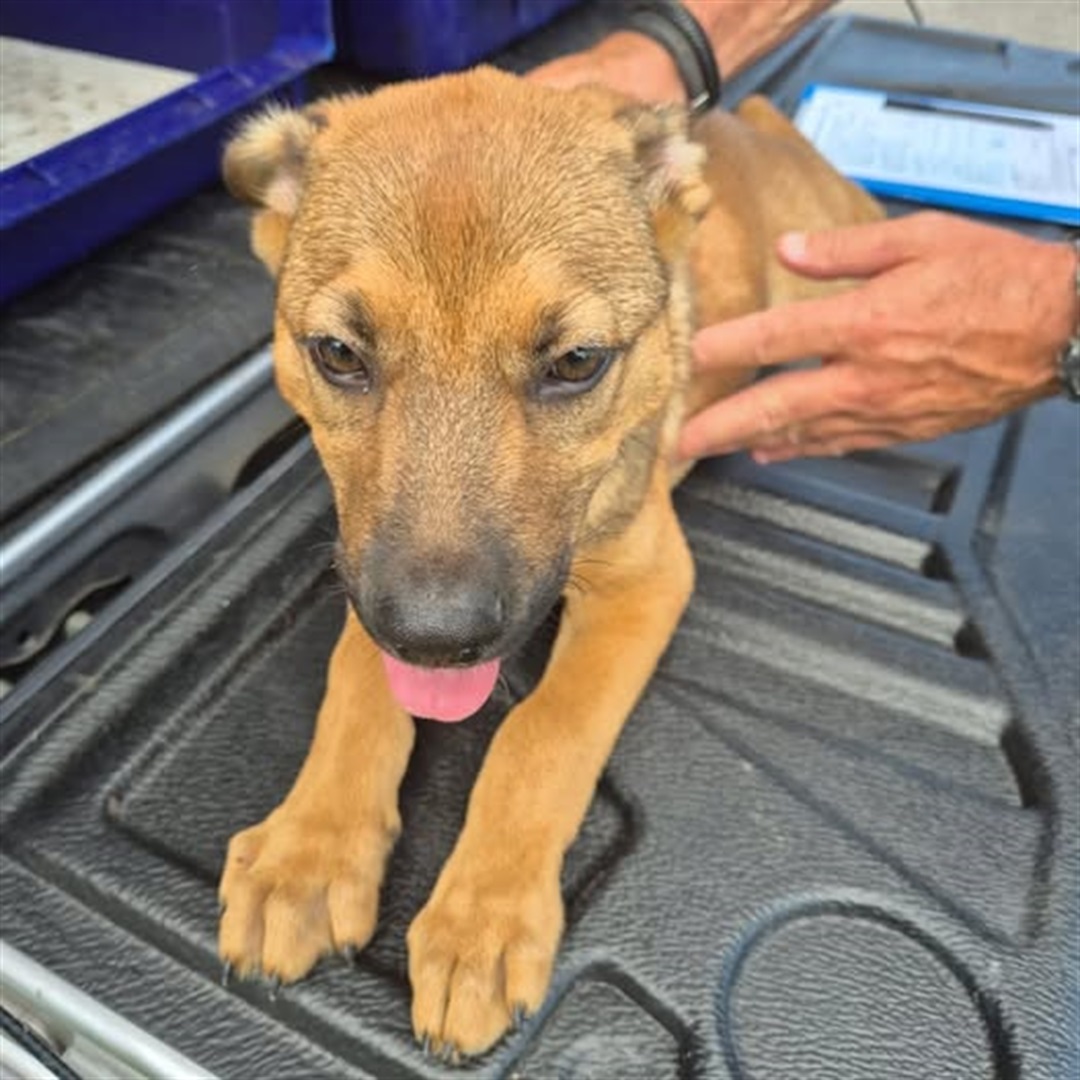 IMP-372-BILLY BOB | Fairfield City Council